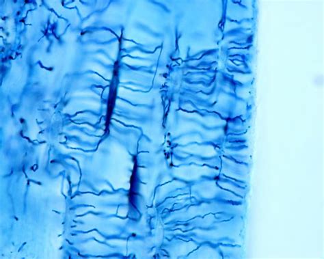 Bone System Medical Science Navigator