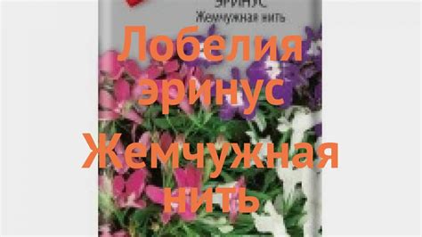 Лобелия обыкновенная Эринус Жемчужная нить 🌿 обзор: как сажать, семена ...