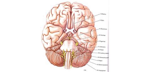 Cranial Floor Quiz Viewfloor Co