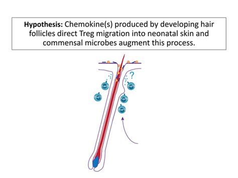 Commensal Microbes And Hair Follicle Morphogenesis Coordinately Drive
