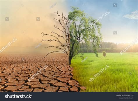 Climate Change Dead Tree Air Pollution Stock Photo