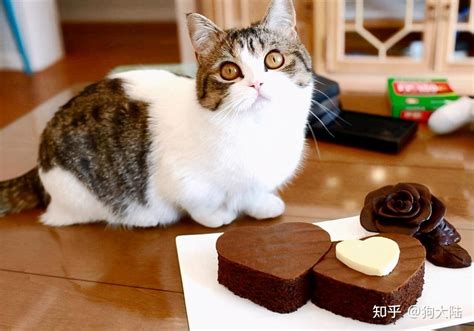 猫咪不能吃的7种食物乱喂可是要猫命的 知乎