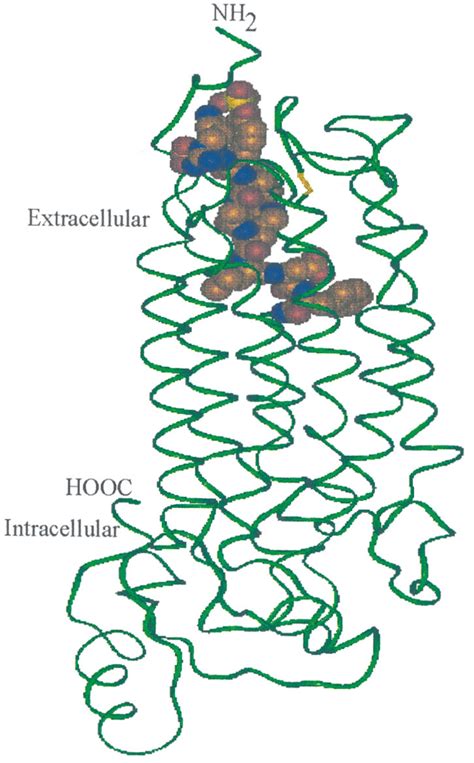 Stereoview Of The Computer Generated Three Dimensional Model Of The Download Scientific Diagram