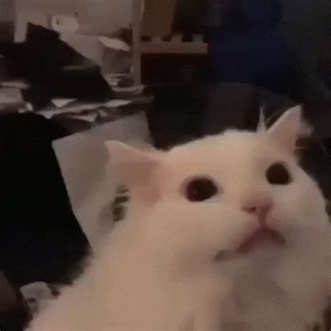 The Real Housewives Of Beverly Hills Cat By MOODMAN Find Share On GIPHY