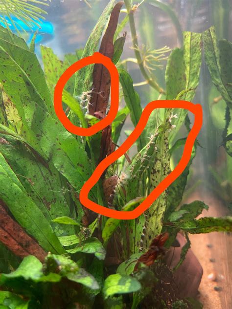 What Is Id Of This Algae R Algae