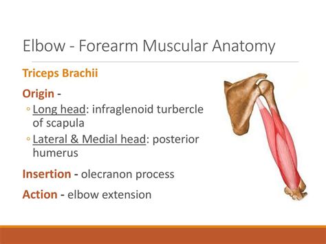 Elbow Forearm Muscular Anatomy Ppt Download
