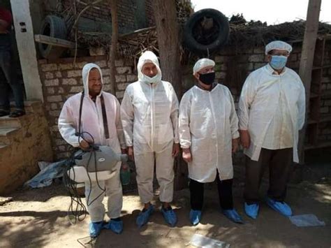 اكتشاف بؤرة إيجابية لإنفلونزا الطيور في المنوفية الوطن