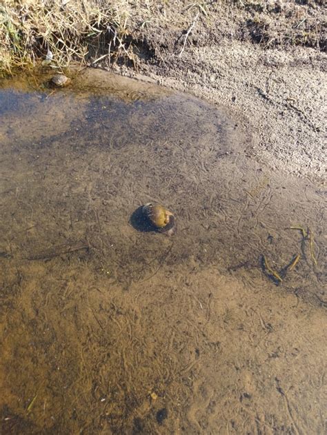 What Are These Guys Pcb Florida Rwhatisthis