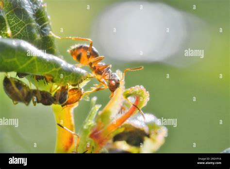 Macro Photo Of An Ant Standing On A Plant Stock Photo Alamy