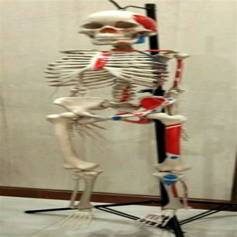 Human Skeleton Fibre Model At Best Price In Ambala Cantt Hr Scientific Works