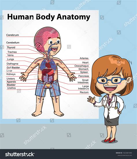 Pretty Doctor Human Body Anatomy Stock Vector Royalty Free 1023481000