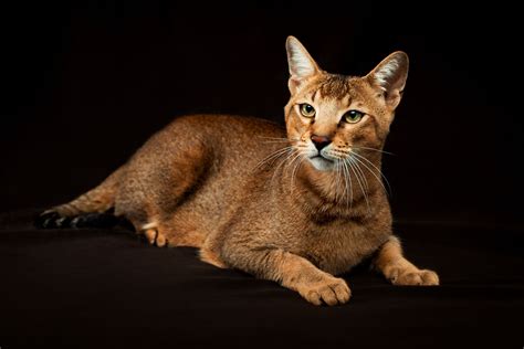 These 7 Hybrid Cat Breeds Look Like They Belong In The Jungle—but Can
