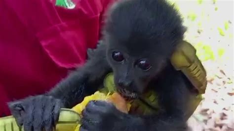 Auxilian A Manada De Monos Deshidratados En Tabasco Video N