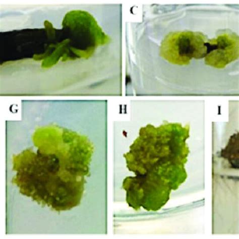 Callus Evaluation Of The Three Callus Proliferation Subcultures Of C