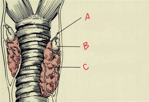 Thyroid Gland Flashcards Quizlet