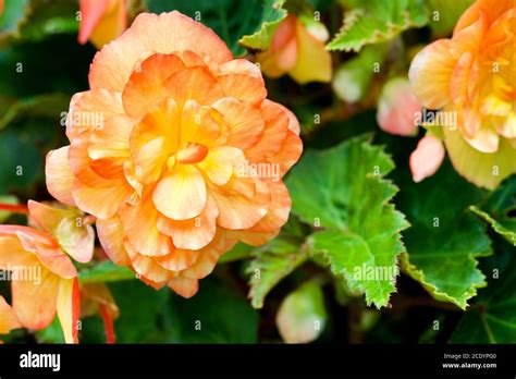 Begonia ‘Illumination Series’ Stock Photo - Alamy