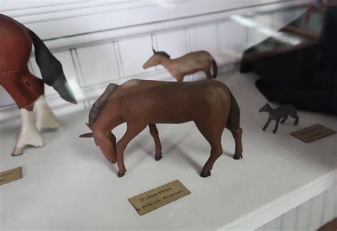 Pliohippus