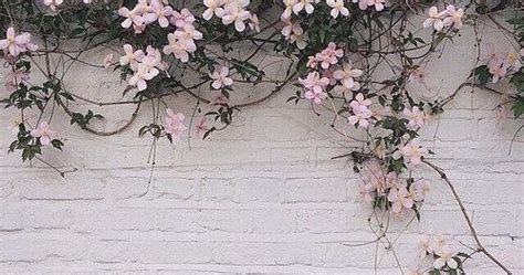 Pin By SammyR27 On Photography In 2020 Facebook Cover Photos Flowers