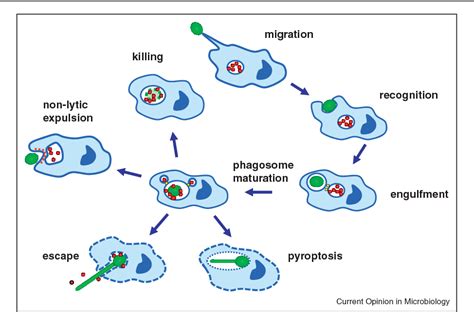 Pdf Cell Biology Of Candida Albicanshost Interactions Semantic Scholar