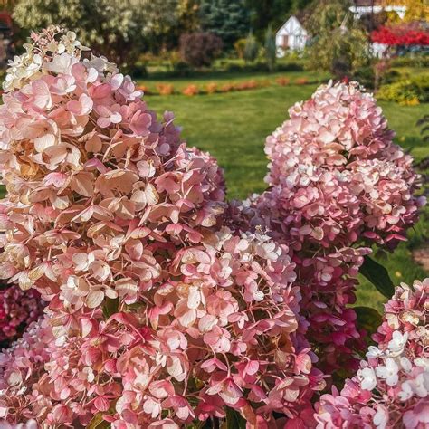 338 фото гортензии с названиями и описанием разных видов и сортов ...
