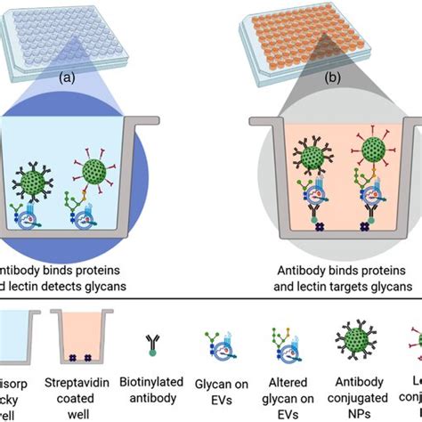Schematic Representation Of The Bioaffinity‐assay A Direct Assay