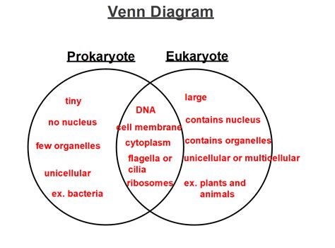 Prokaryotes And Eukaryotes Differences Venn Diagram Microbio