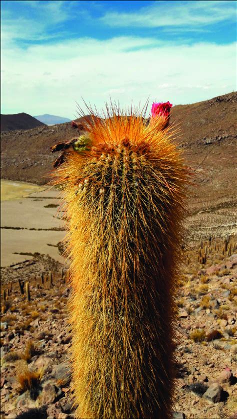Flowering Individual Of Trichocereus Tarijensis Cerro Puchucaya