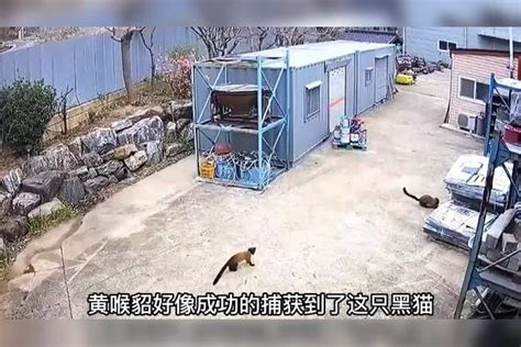 两只黄喉貂面对三只野猫，运用战术成功捕获一只，监控记录全过程野猫战术监控