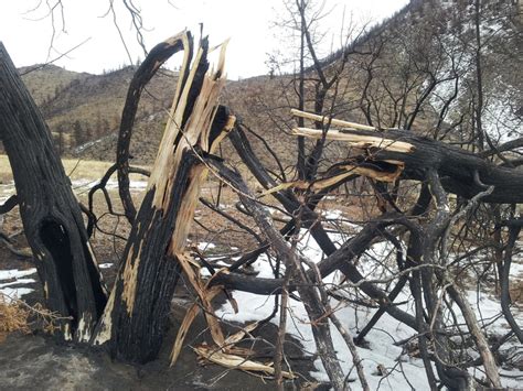 Exploded Tree In High Park Fire