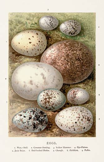 Vintage Bird Eggs Illustration Circa 1883 Stock Illustration Download