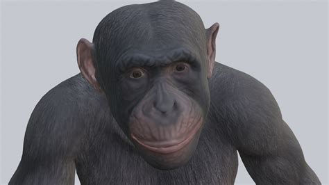 Monkey 3d Model Turbosquid 2013215
