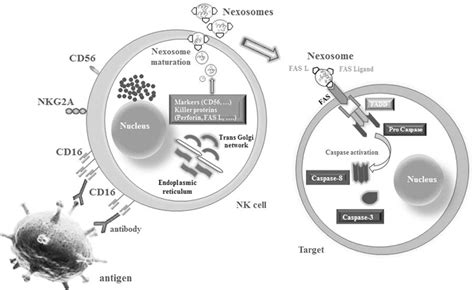 Nk Cellderived Exosomes From Nk Cells Previously Exposed To