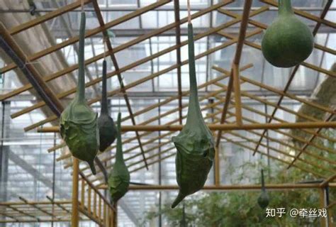 这个长得像大烟斗的瓜可吃可看可玩很不简单 知乎