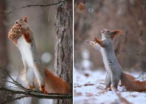 Cutest Squirrel Photos Taken By Vadim Trunov Incredible Snaps