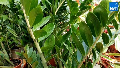 Roland Motte jardinier le zamioculcas une plante d intérieur idéale