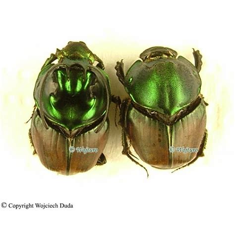 Insect Shop Insect