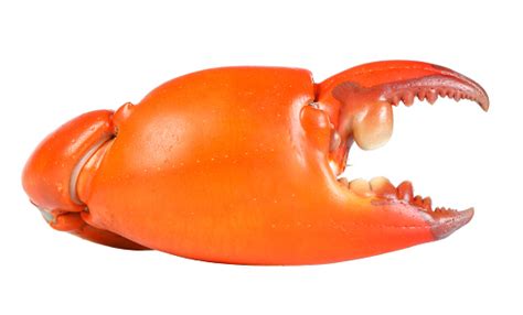 보일드 Claw 게 코너 흰색 바탕에 흰색 배경 2015년에 대한 스톡 사진 및 기타 이미지 2015년 갈고리 발톱 게