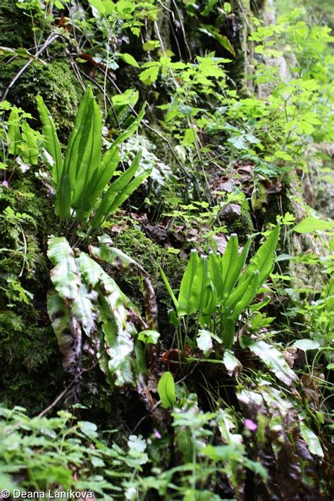 Asplenium Scolopendrium Floraveg Eu