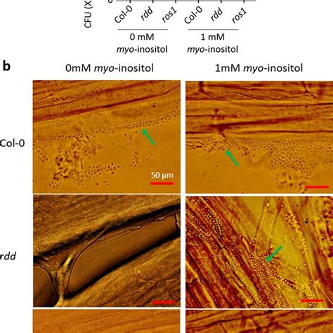 Myo Inositol Supplementation To The Arabidopsis Dna Demethylation