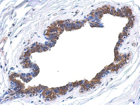 Mapk4 Antibody Sab Signalway Antibody