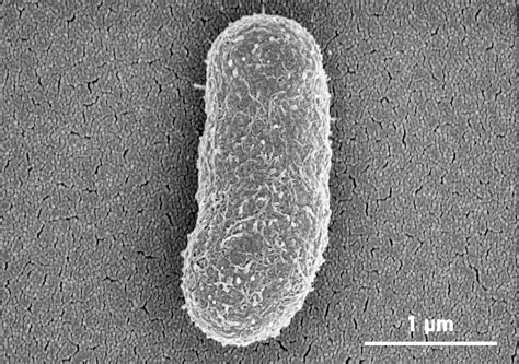 Improving The Effectiveness Of Existing Antibiotics Against Resistant