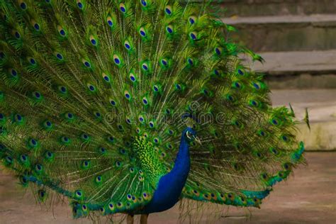 Peafowl Stock Image Image Of Bird Avian Green Life 64301447