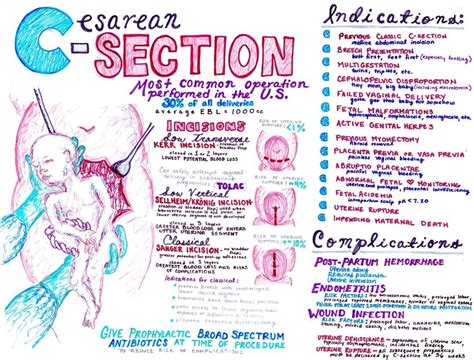 Obgyn Notes Hansonsanatomy Artofit