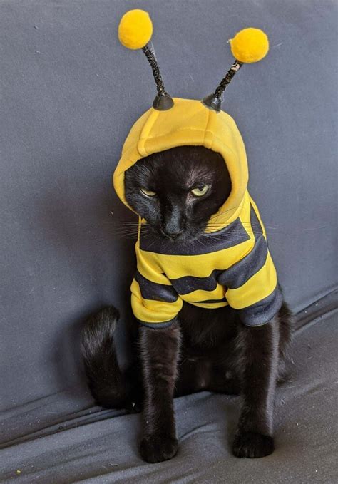 50 Times Pet Halloween Costumes Did Not Disappoint New Pics Pet