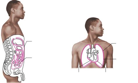 Serous Membranes Diagram Quizlet