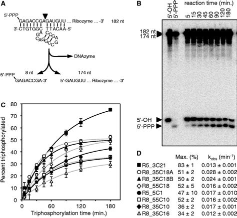 Kinetic Analysis Of The Eight Most Promising Ribozyme Clones A