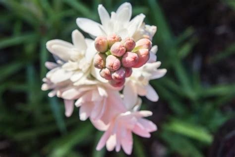 C Ch Tr Ng Hoa Hu V Ch M S C C Y Ra Hoa Chi Ti T Nh T Docneem Vi T Nam