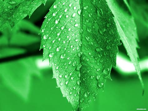 中国图库 植物 Vista 高清晰植物壁纸