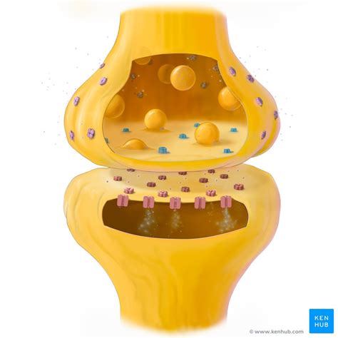 Synapse Definition Types And Structure Kenhub
