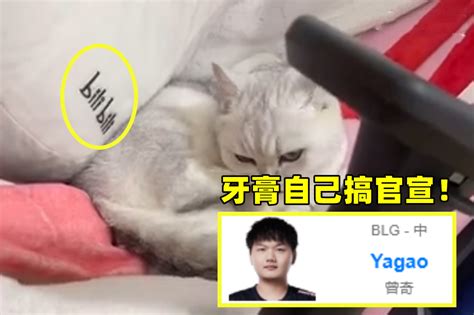 牙膏自行官宣，angel试训lng，doinb惨遭清算，lwx：打kpl去了！